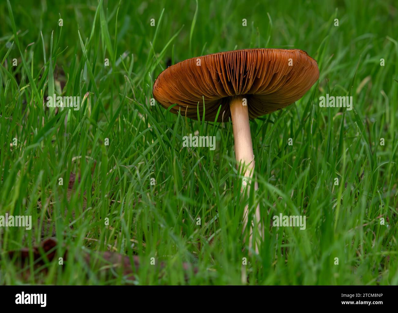Weed mushrooms hi-res stock photography and images - Alamy