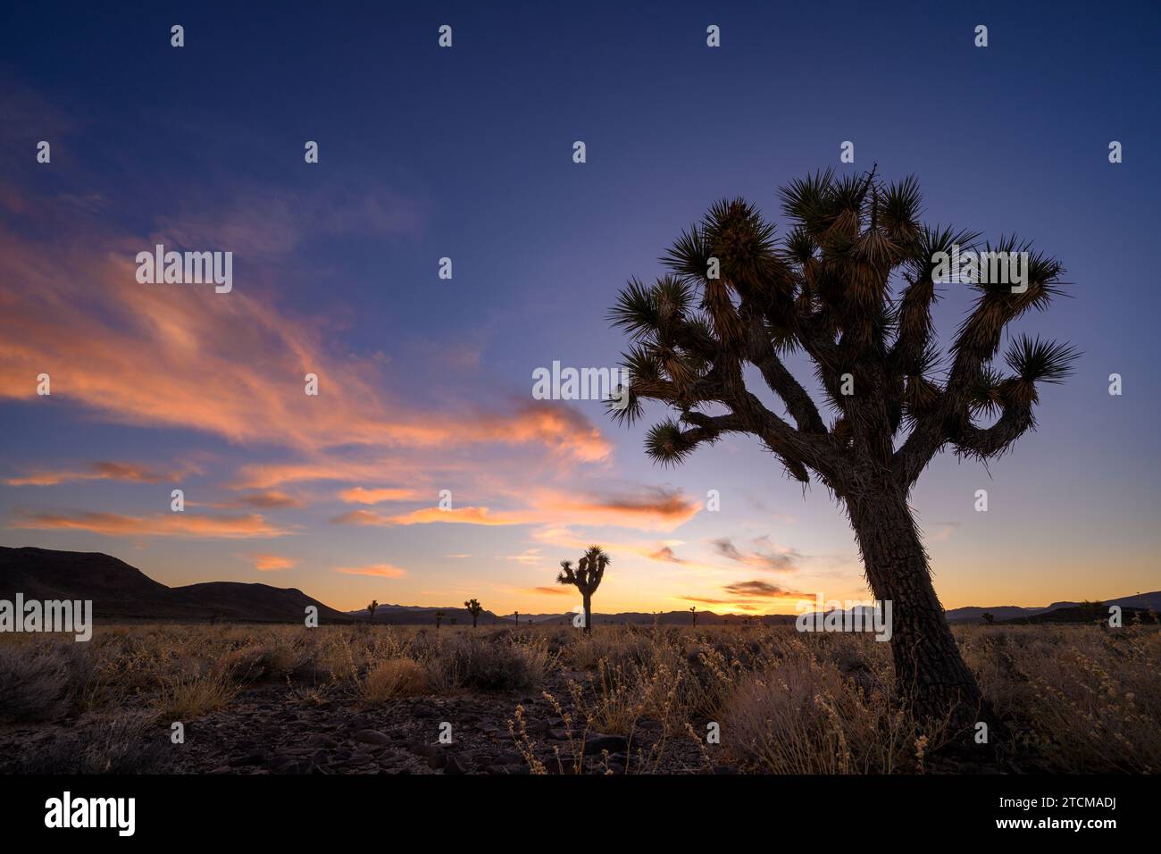 The joshua tree death valley hi-res stock photography and images - Alamy