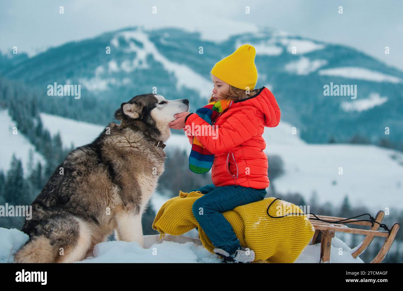 Boy kid sliding with sledge with siberian husky dog in the winter snow ...