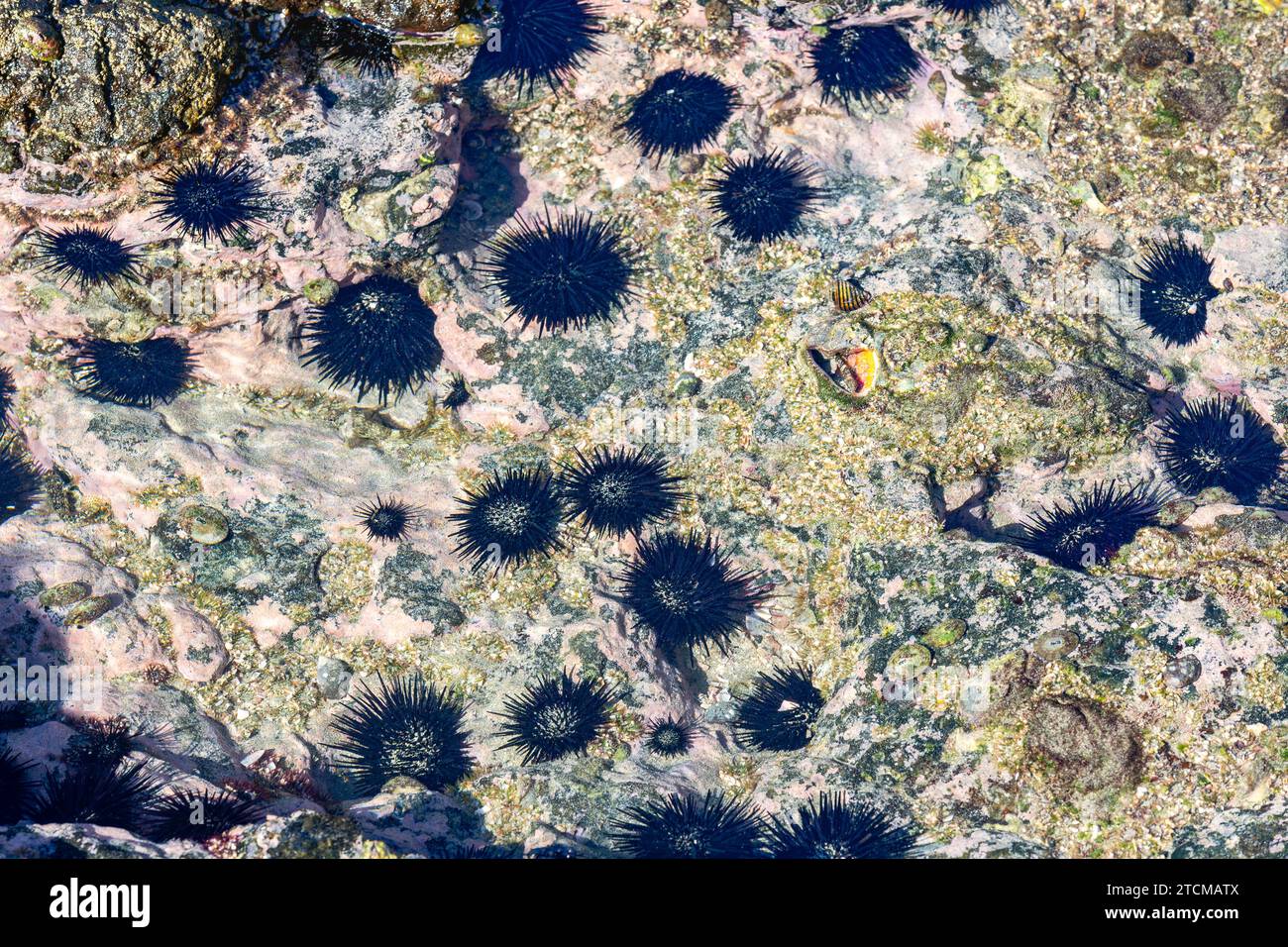 A cluster of sea urchins in a Pacific Ocean tidal pool along the coast ...