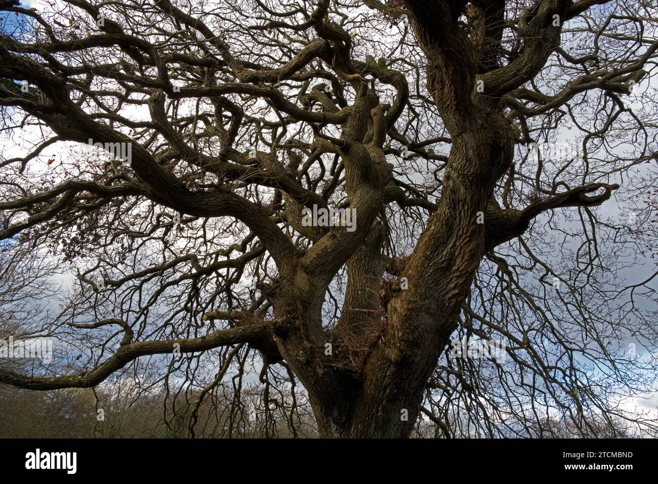 This strange, convoluted oak tree is in North Wales near the village of ...