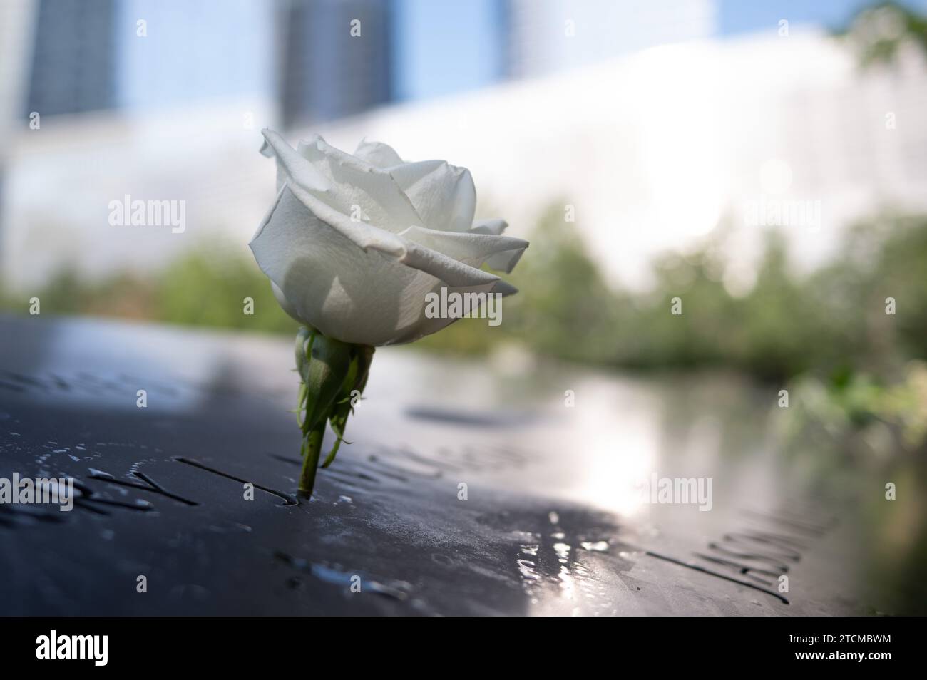 03 September 2023, USA, New York: A white rose stands in the National ...