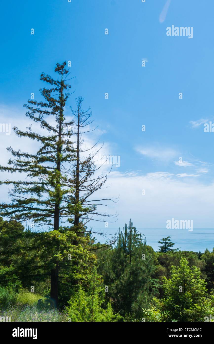 A tall old tree, towering over the rest of the trees Stock Photo - Alamy