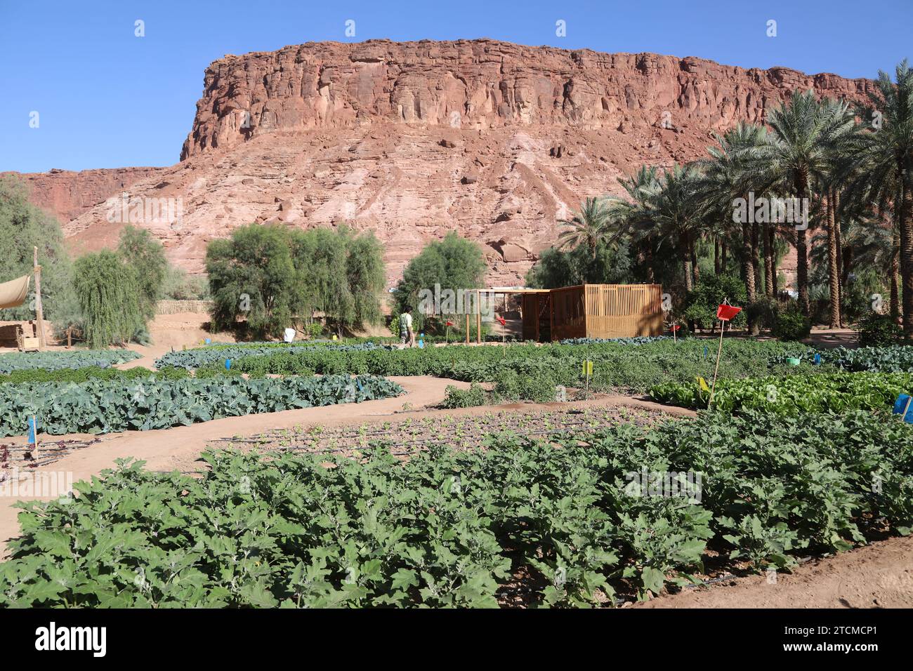 Food crops growing at AlUla Oasis in Saudi Arabia Stock Photo - Alamy Food crops growing at AlUla Oasis in Saudi Arabia Stock Photo - Alamy