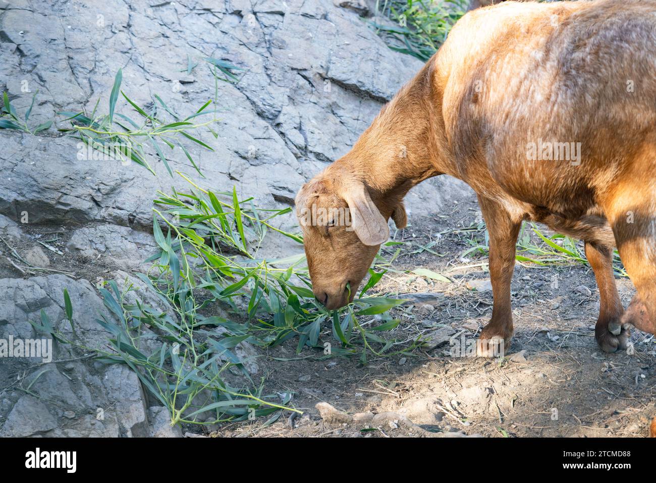 Cute goat grazing sheep hi-res stock photography and images - Alamy