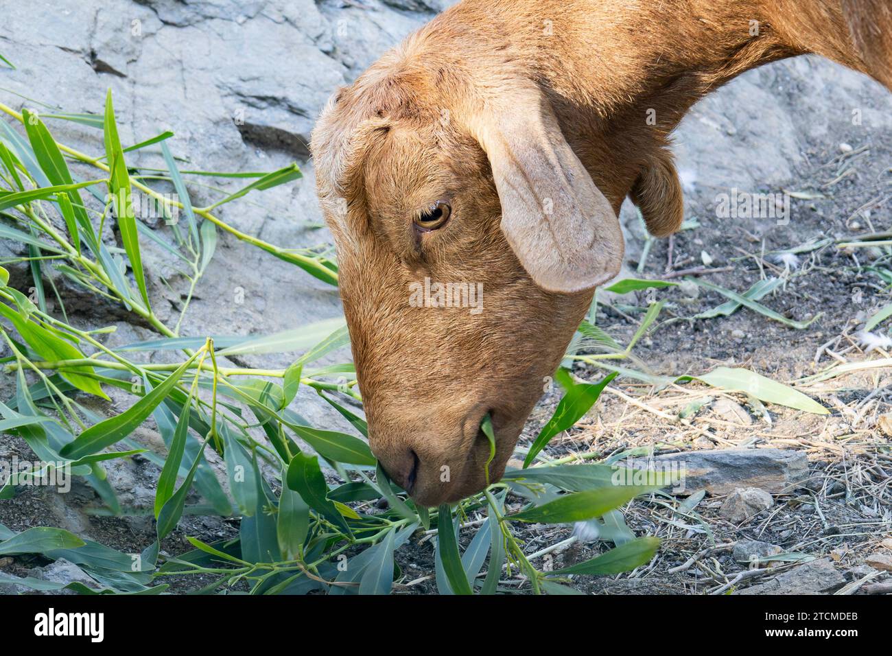 Cute brown goat eating grass Stock Photo - Alamy