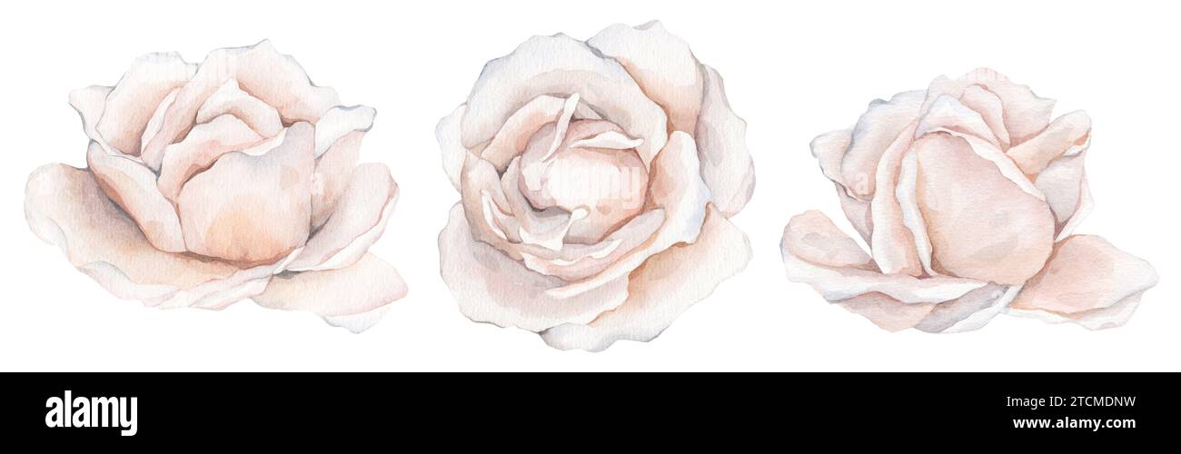 Set of light peach fuzz color roses watercolor illustration. Hand drawn ...
