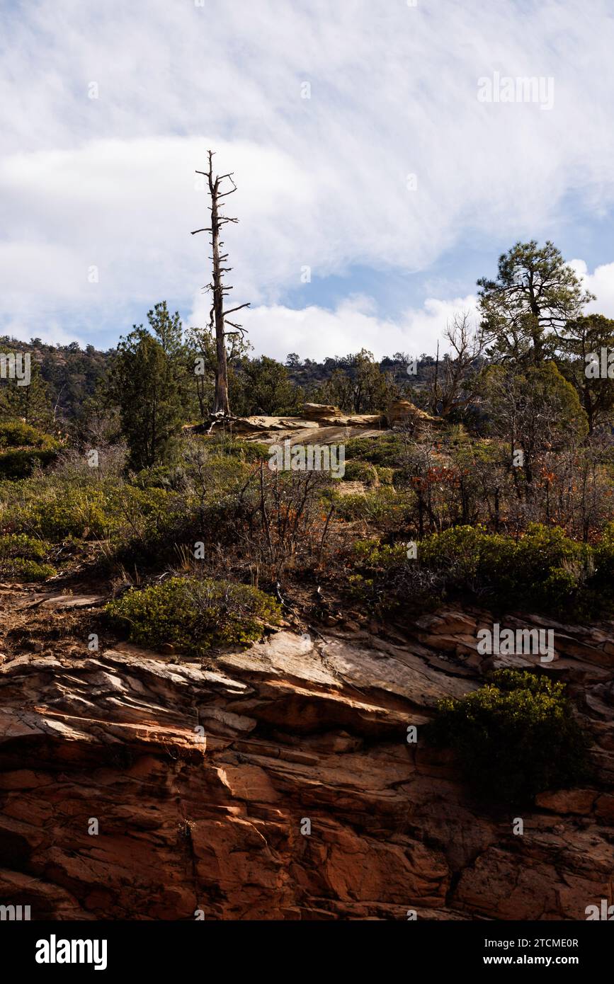 Old trees jutting hi-res stock photography and images - Alamy