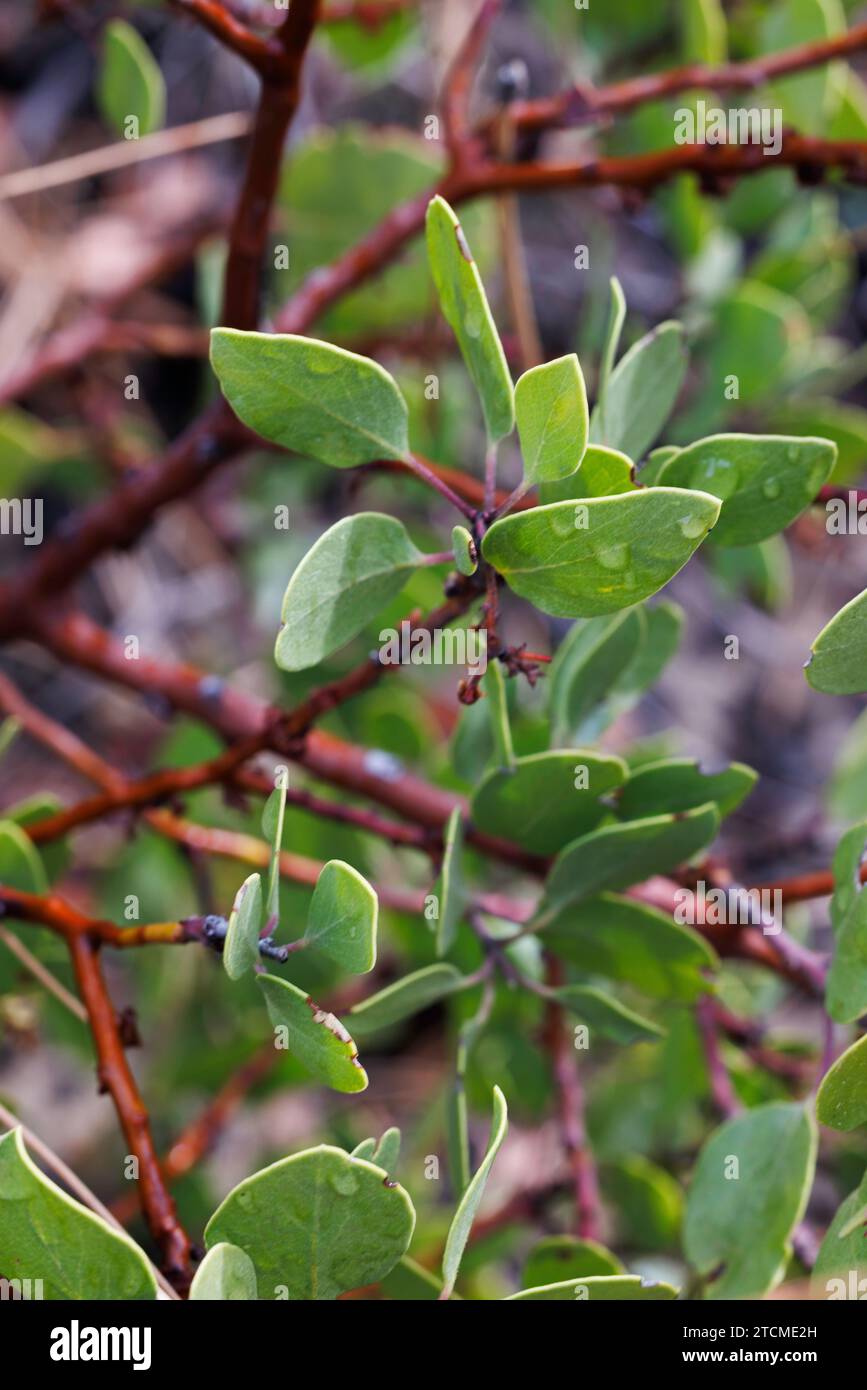 Common manzanita plant hi-res stock photography and images - Alamy