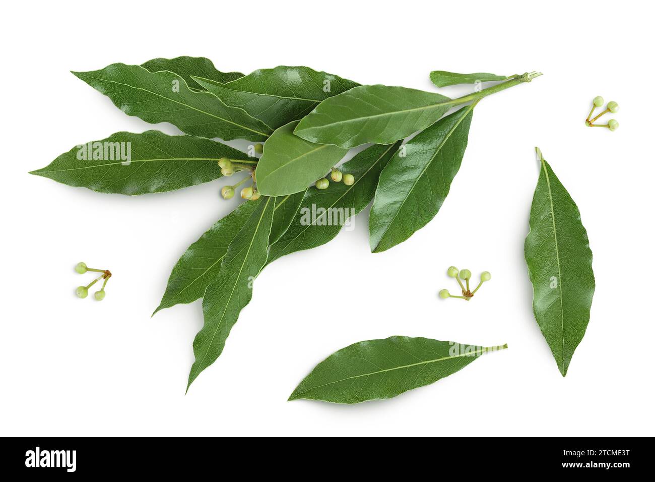 Fresh Laurel leaves isolated on white background. Green bay leaf. Top ...