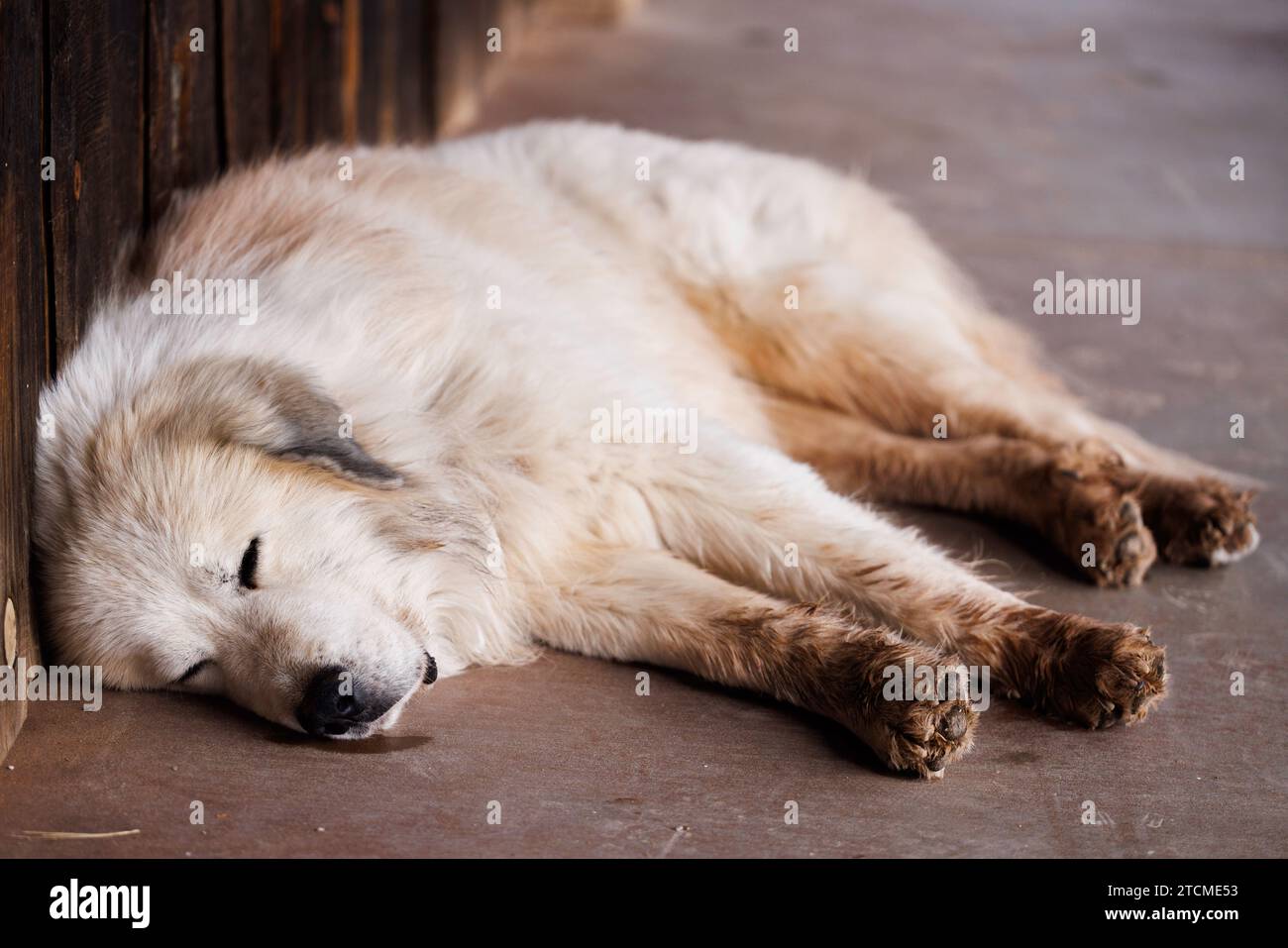 Dog lying on porch hi-res stock photography and images - Alamy