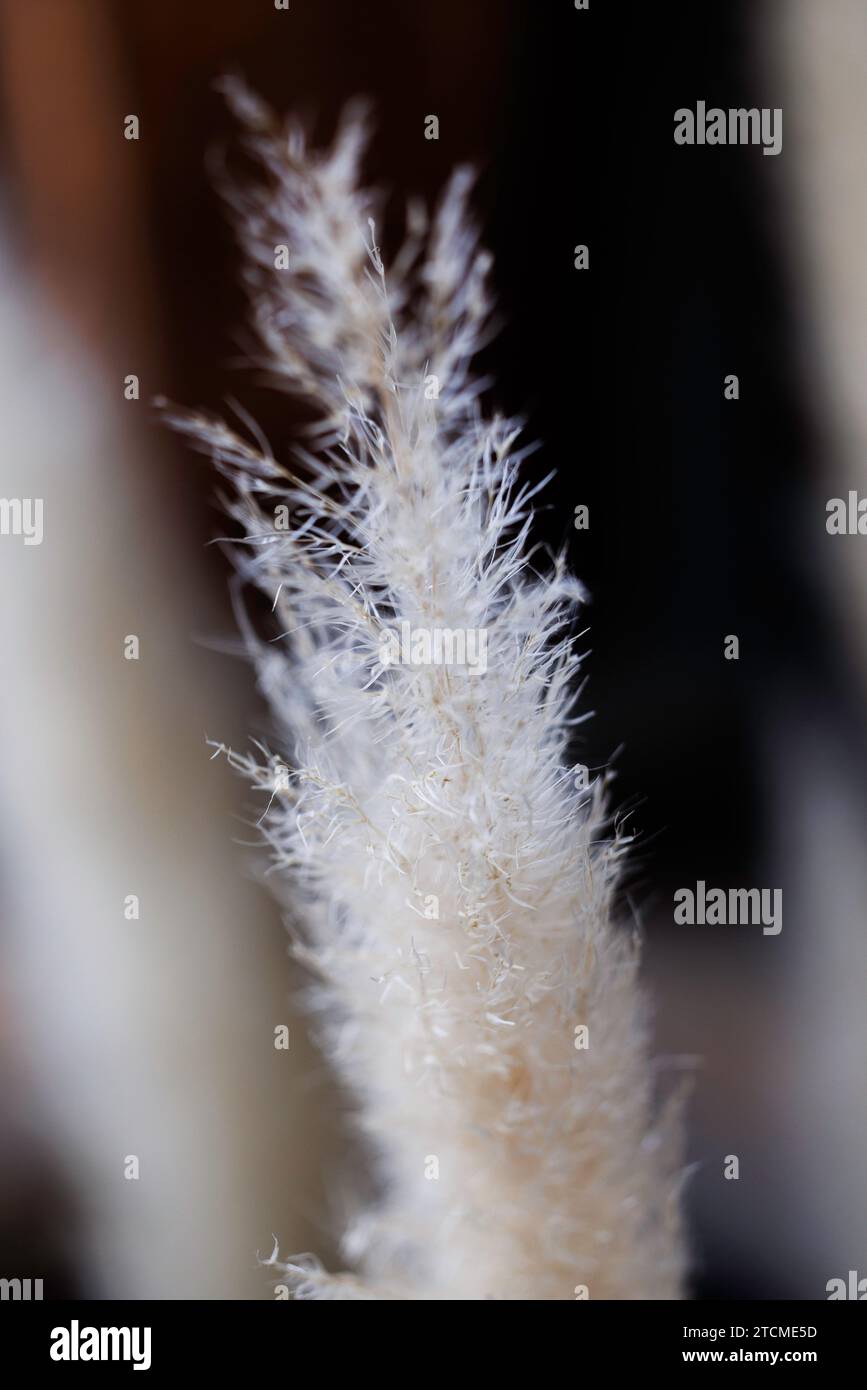 Chaff leaves hi-res stock photography and images - Alamy