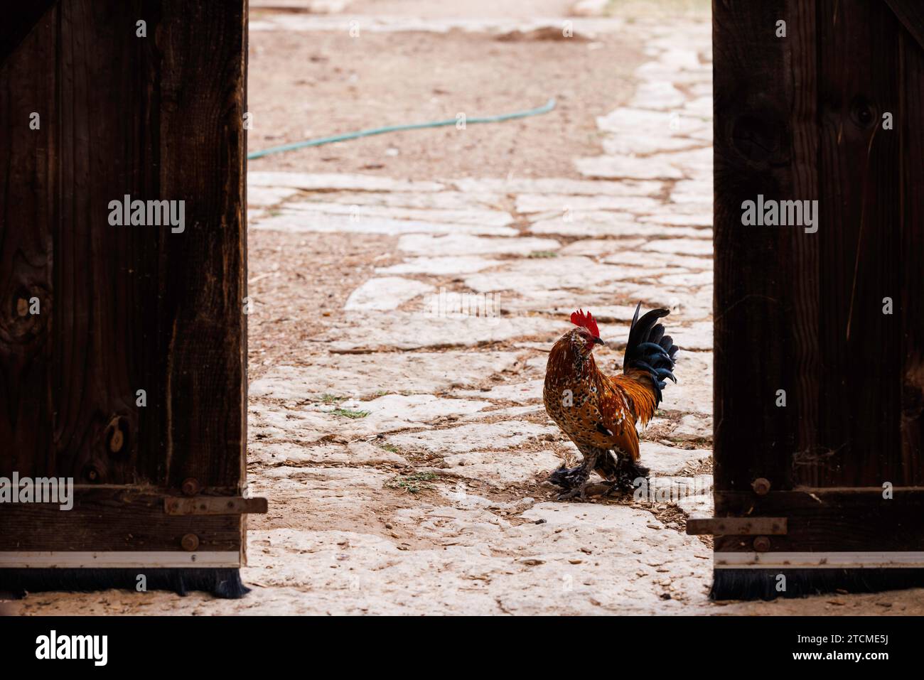 rooster peeking inside a wooden barn door Stock Photo - Alamy
