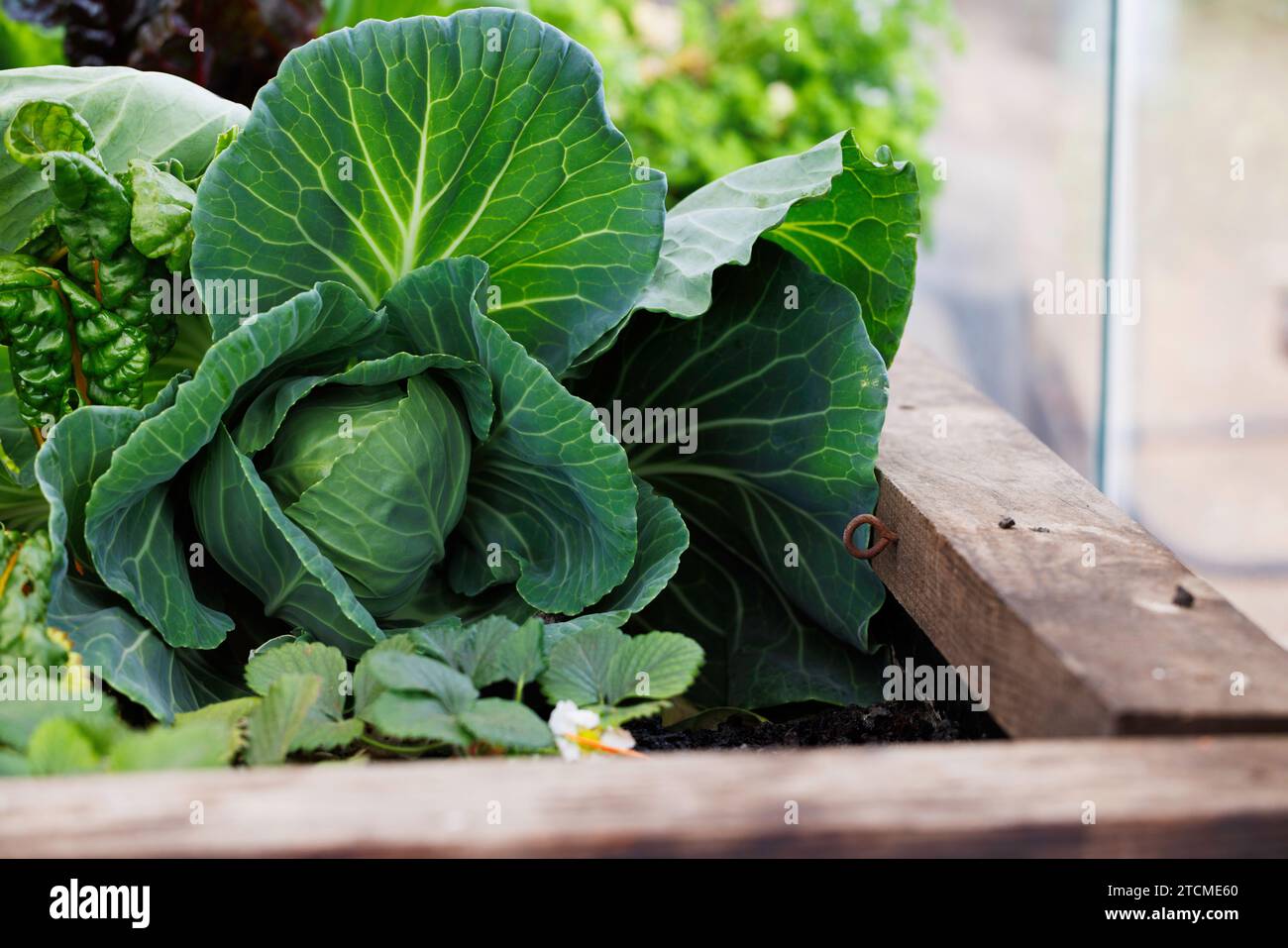Brassica planter hi-res stock photography and images - Alamy