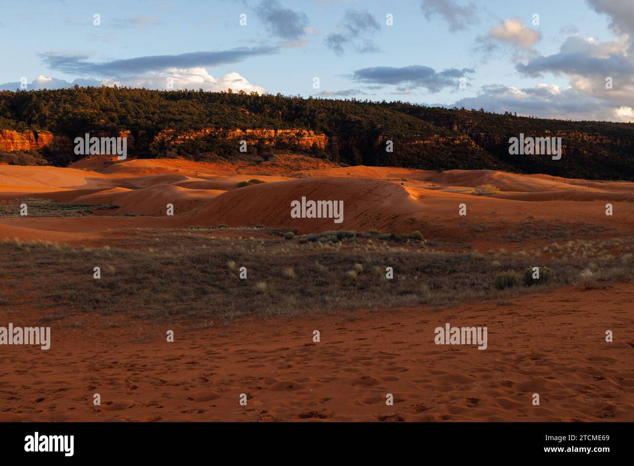 coral pink sand dunes national park utah at sunset Stock Photo - Alamy