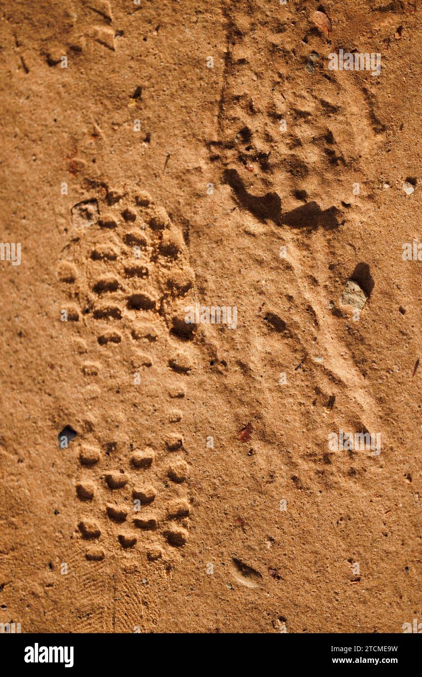 foot prints in brown sand Stock Photo - Alamy