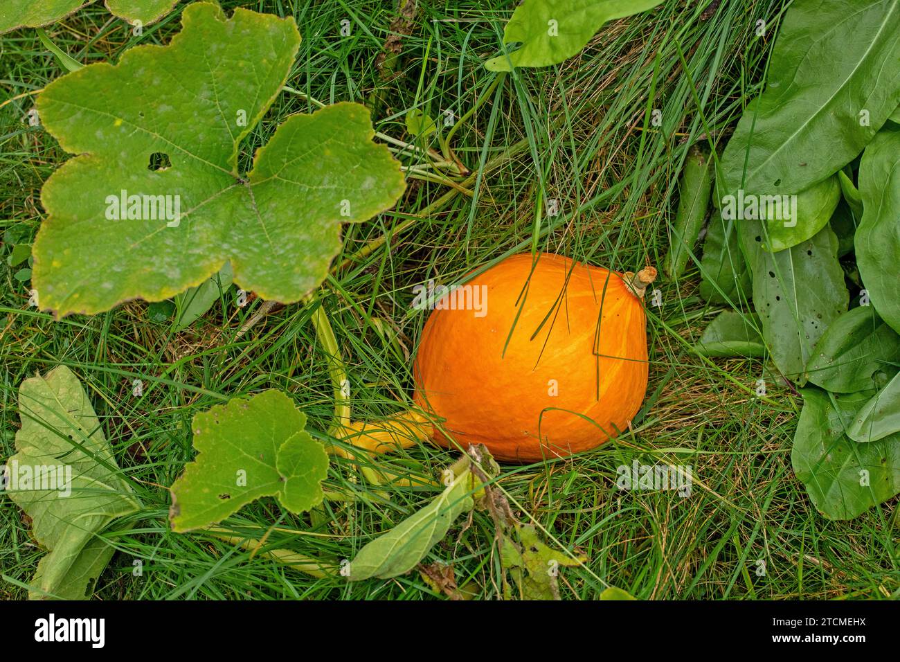 Red kuri squash, Red Hokkaido (Cucurbita maxima), Schleswig-Holstein ...
