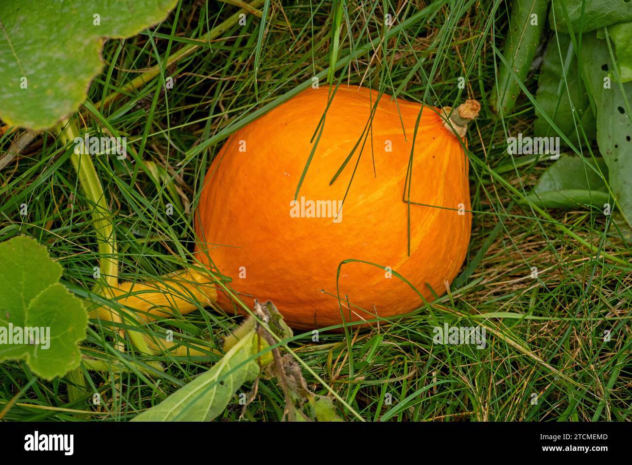 Red kuri squash, Red Hokkaido (Cucurbita maxima), Schleswig-Holstein ...