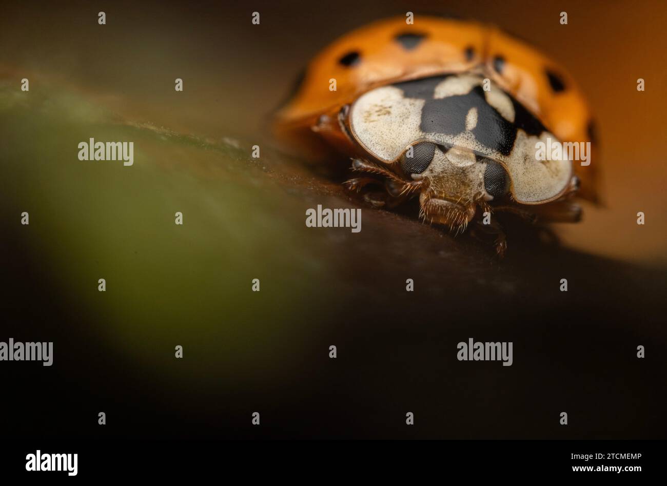 Smallworld hi-res stock photography and images - Alamy