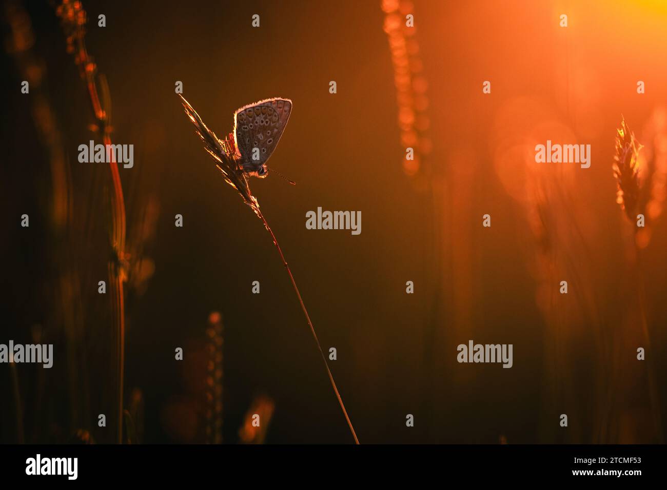 Common Blue butterfly at sunset Stock Photo - Alamy