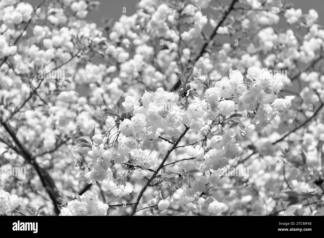 sakura tree flower blooming nature background in summer Stock Photo - Alamy