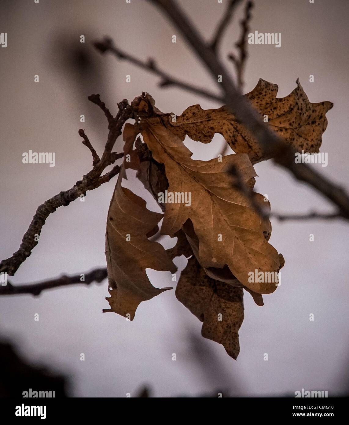 Small tree with frost on leaves hi-res stock photography and images - Alamy