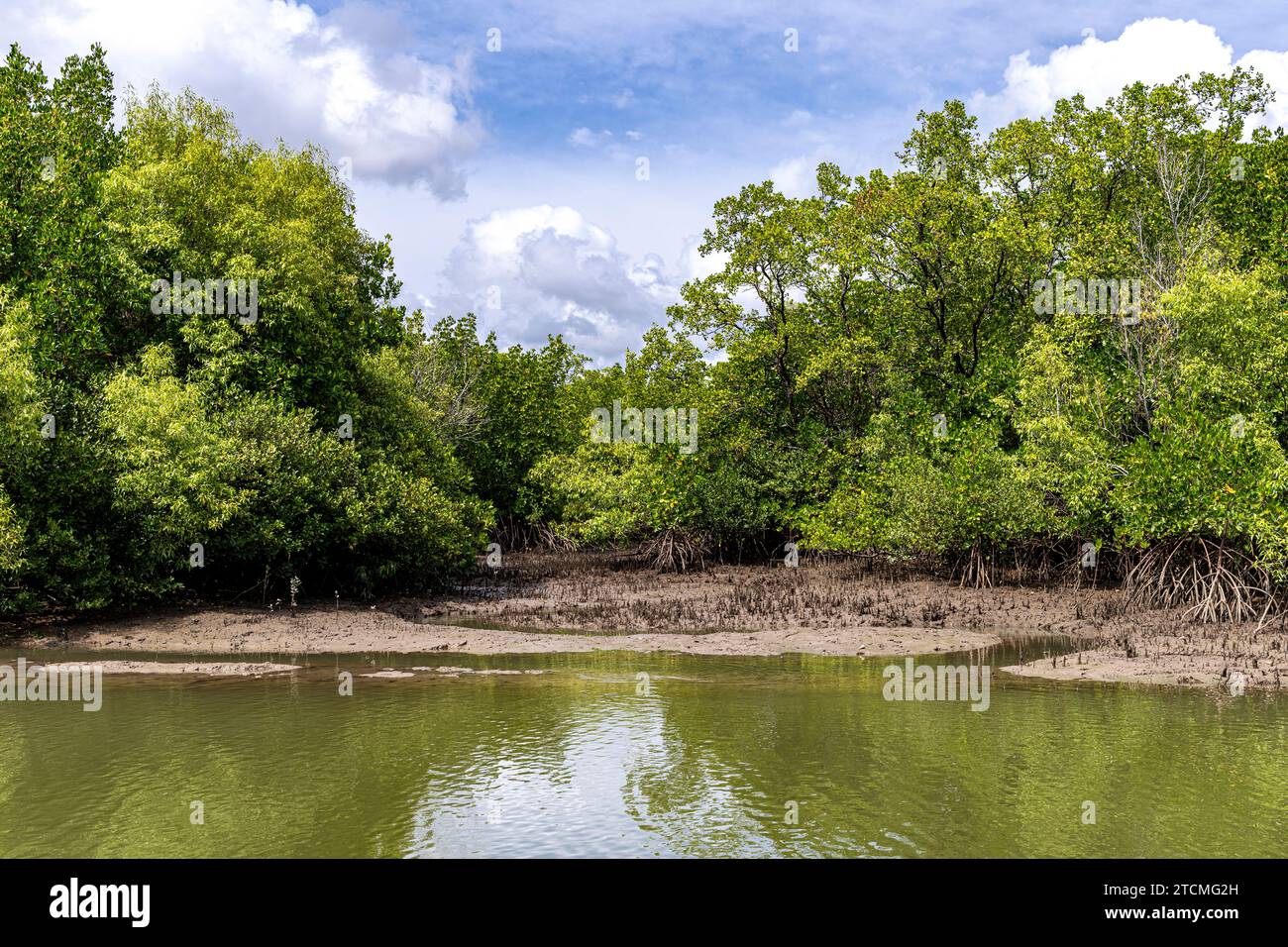Australia mangrove forest hi-res stock photography and images - Alamy