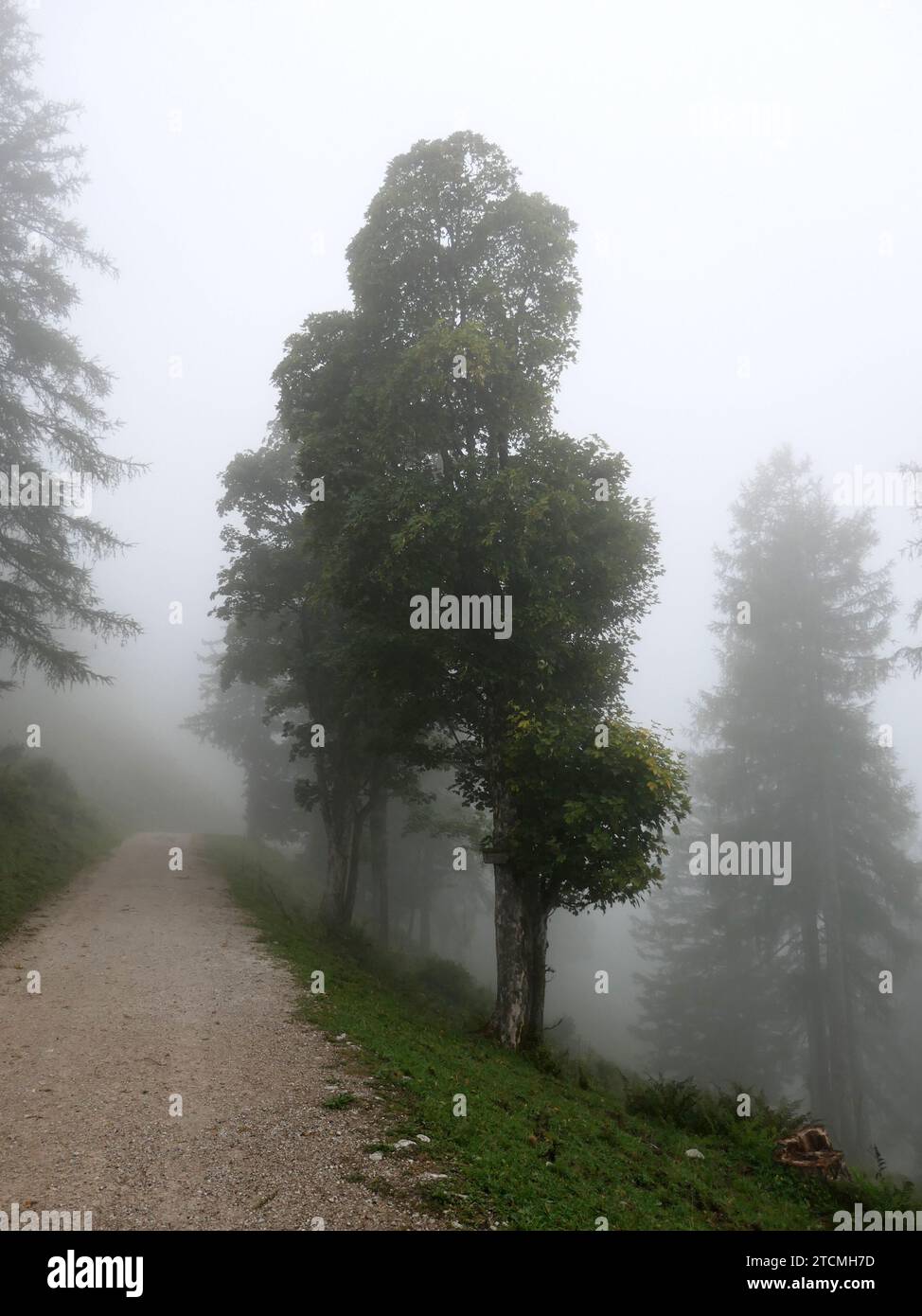 27 August 2023, Austria, St. Gilgen: Sycamore maple trees, Acer ...