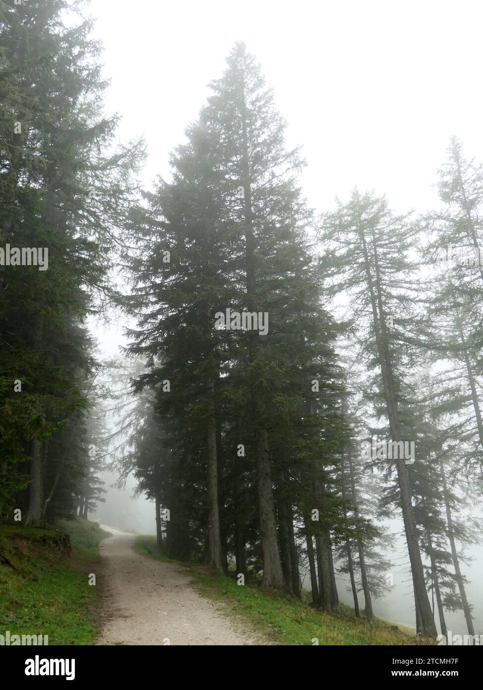 27 August 2023, Austria, St. Gilgen: Spruce trees stand in the fog on a ...