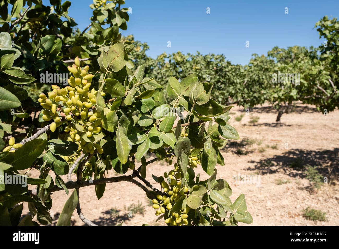 Gaziantep turkey pistachio harvest hi-res stock photography and images ...