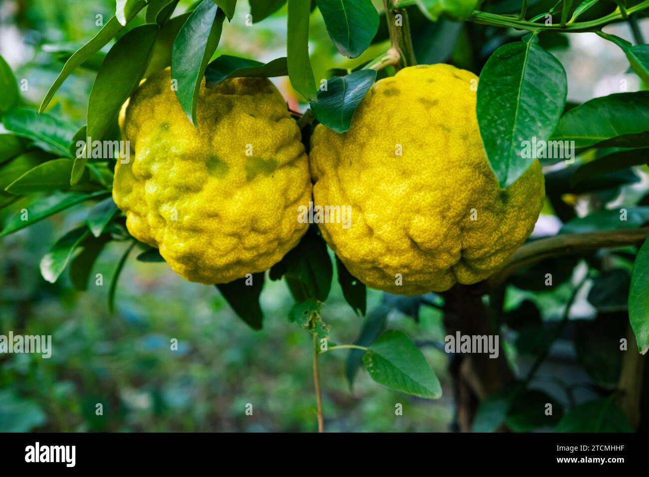 Pomelo fruit tree hi-res stock photography and images - Alamy