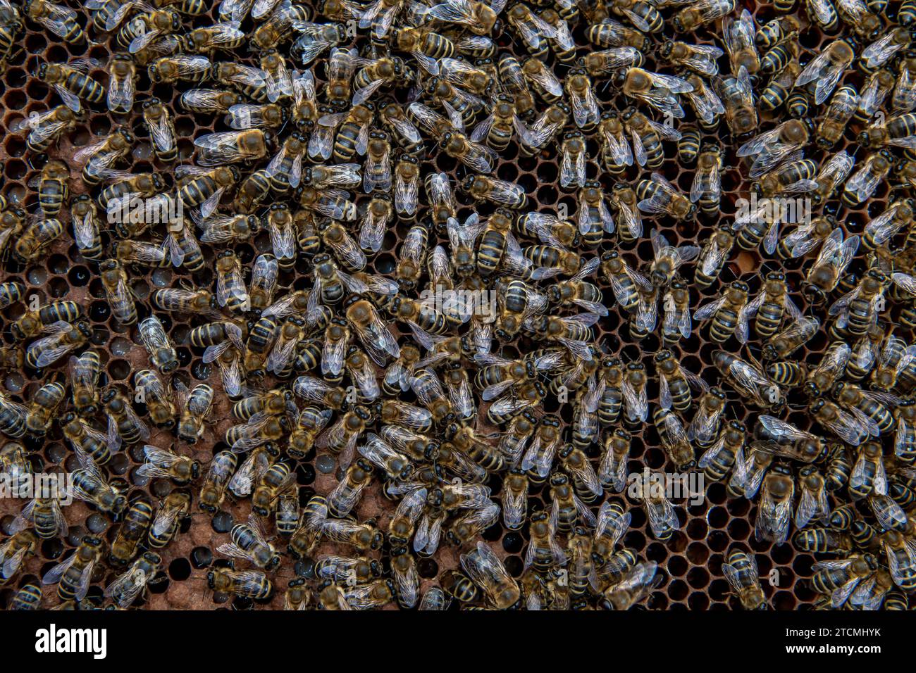 Bee swarm collection hi-res stock photography and images - Alamy