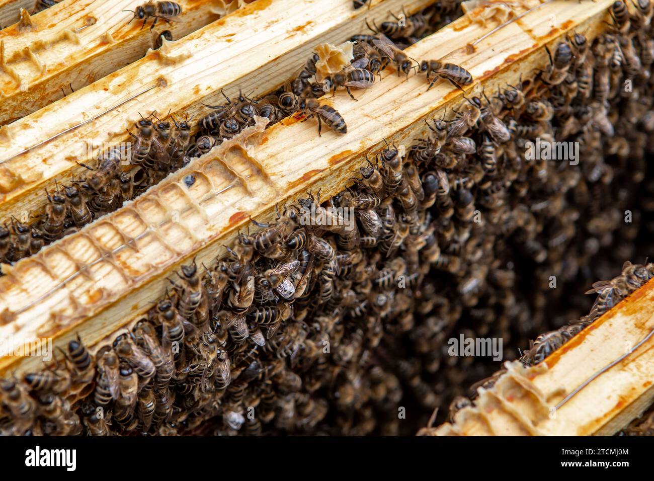 Swarm Of Honey Bees (Apis Mellifica) Working On Combs Producing Honey ...