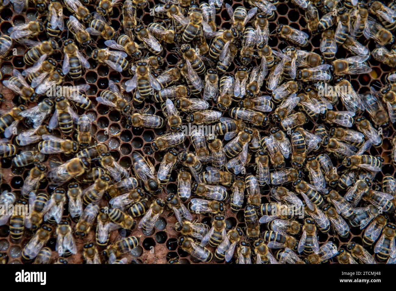 Swarm Of Honey Bees (Apis Mellifica) Working On Combs Producing Honey ...