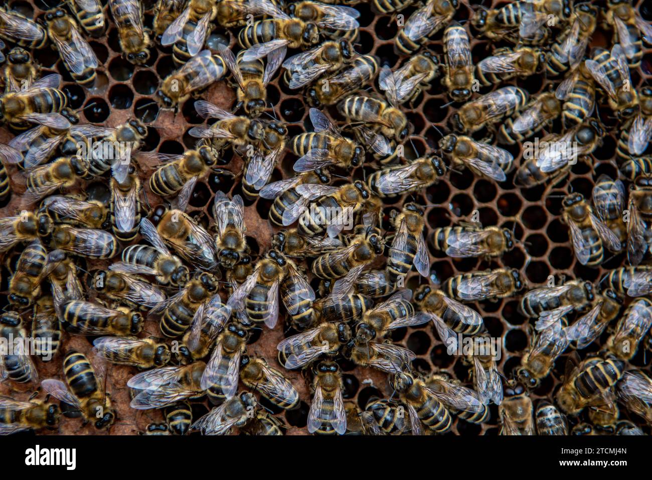 Swarm Of Honey Bees (Apis Mellifica) Working On Combs Producing Honey ...