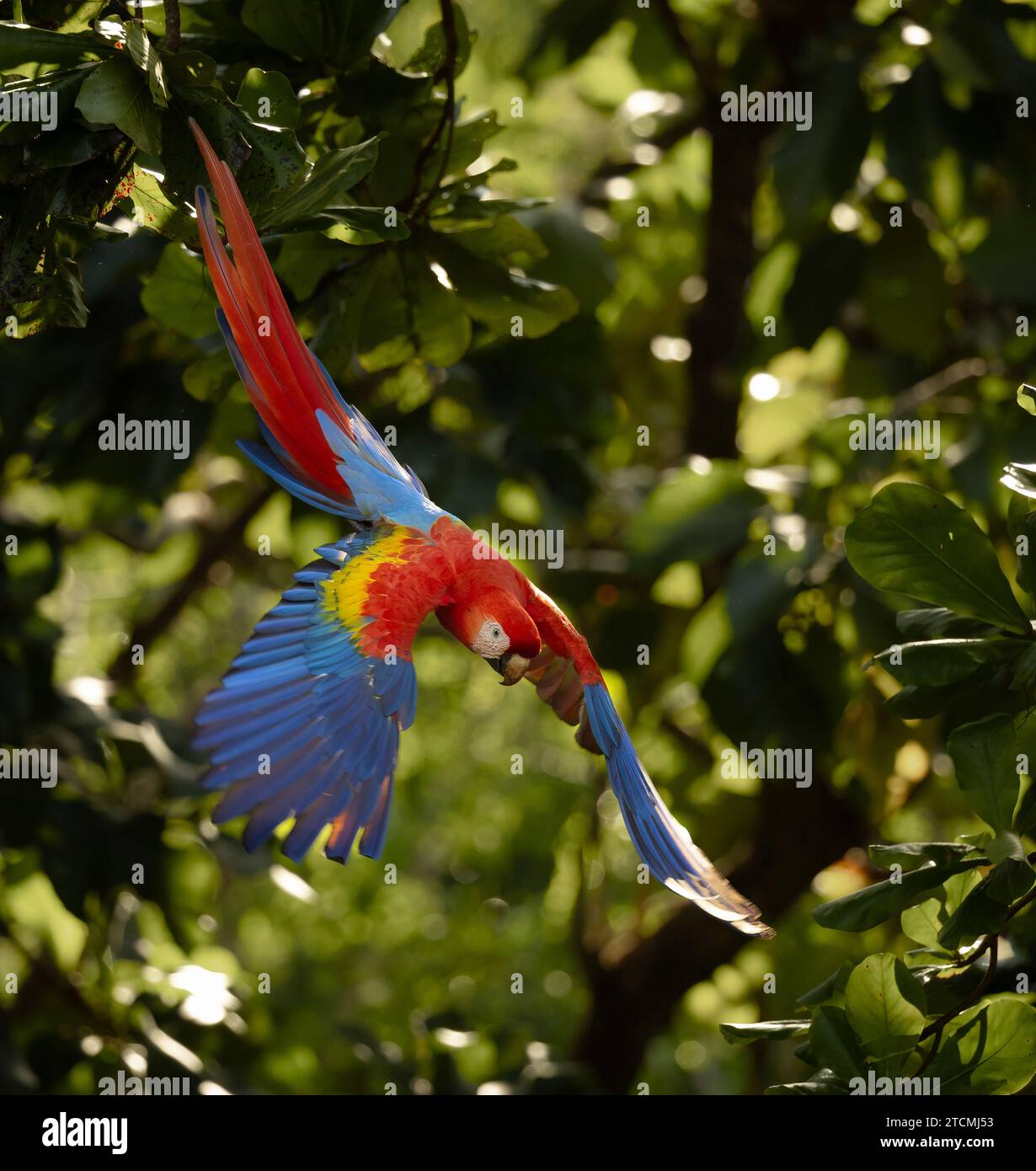 Red macaw parrot long tail hi-res stock photography and images - Alamy