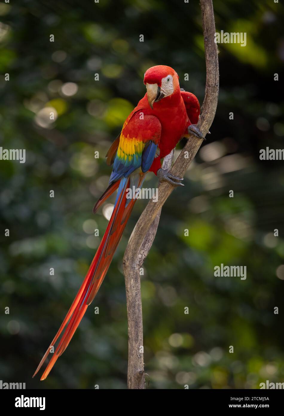 Red macaw parrot long tail hi-res stock photography and images - Alamy