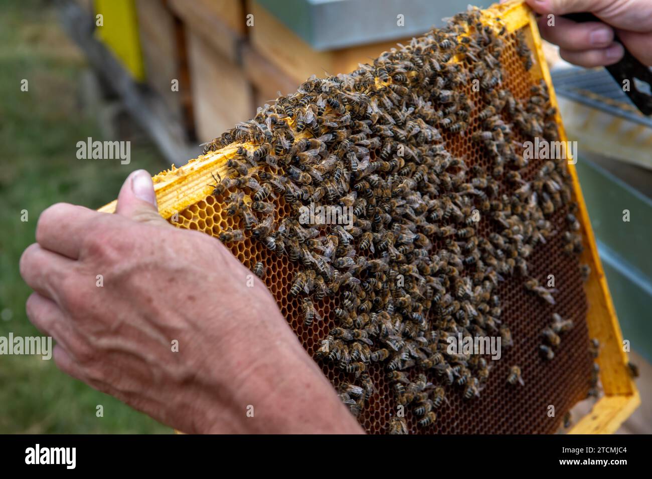 Swarm Of Honey Bees (Apis Mellifica) Working On Combs Producing Honey ...