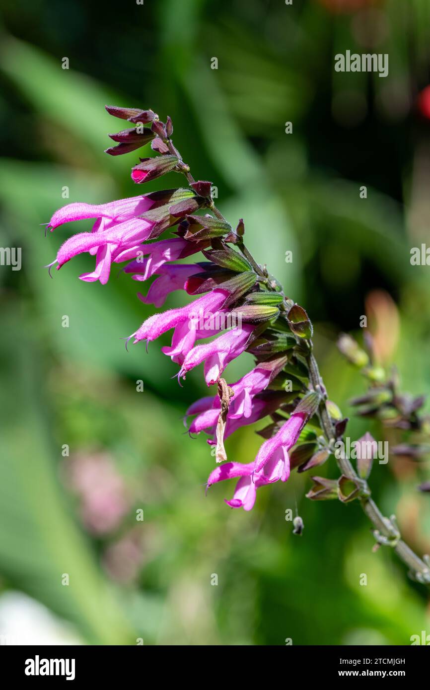 Salvia ‘pink amistad’ hi-res stock photography and images - Alamy