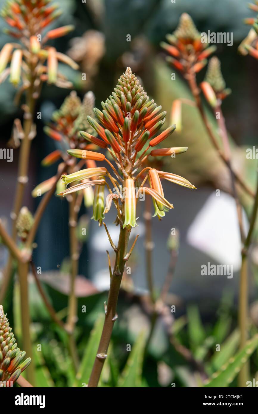 Aloe Vera flowers in bloom Stock Photo - Alamy