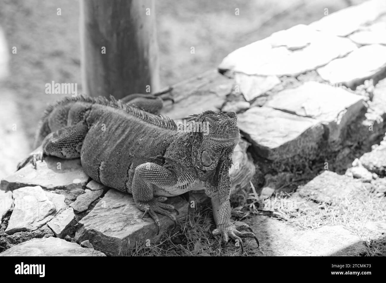 iguana lizard closeup. iguana lizard outside. iguana lizard in nature ...