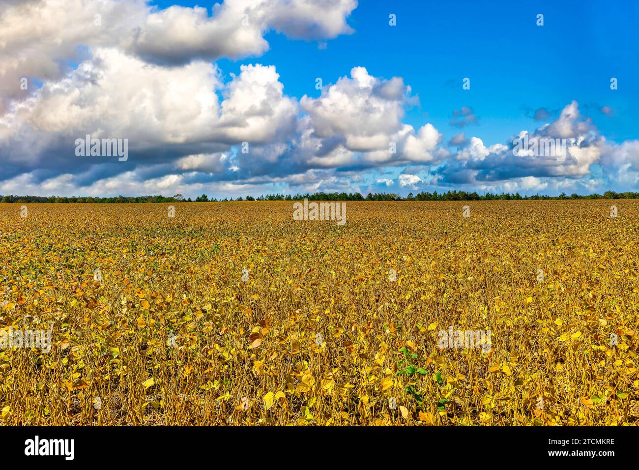 Field of Soybean with golden yellow leaves maturing in Eastern Virginia ...