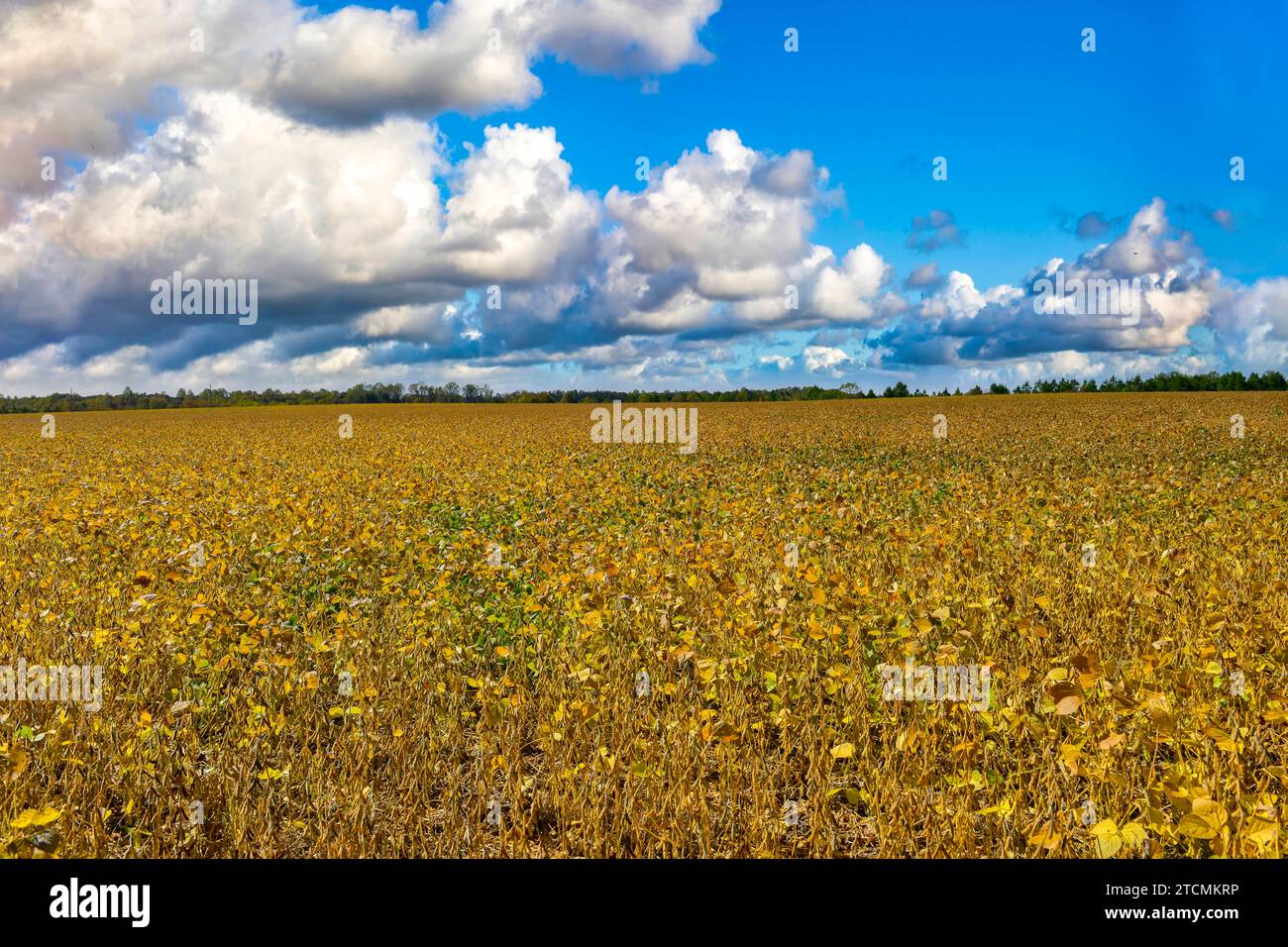 Field of Soybean with golden yellow leaves maturing in Eastern Virginia ...