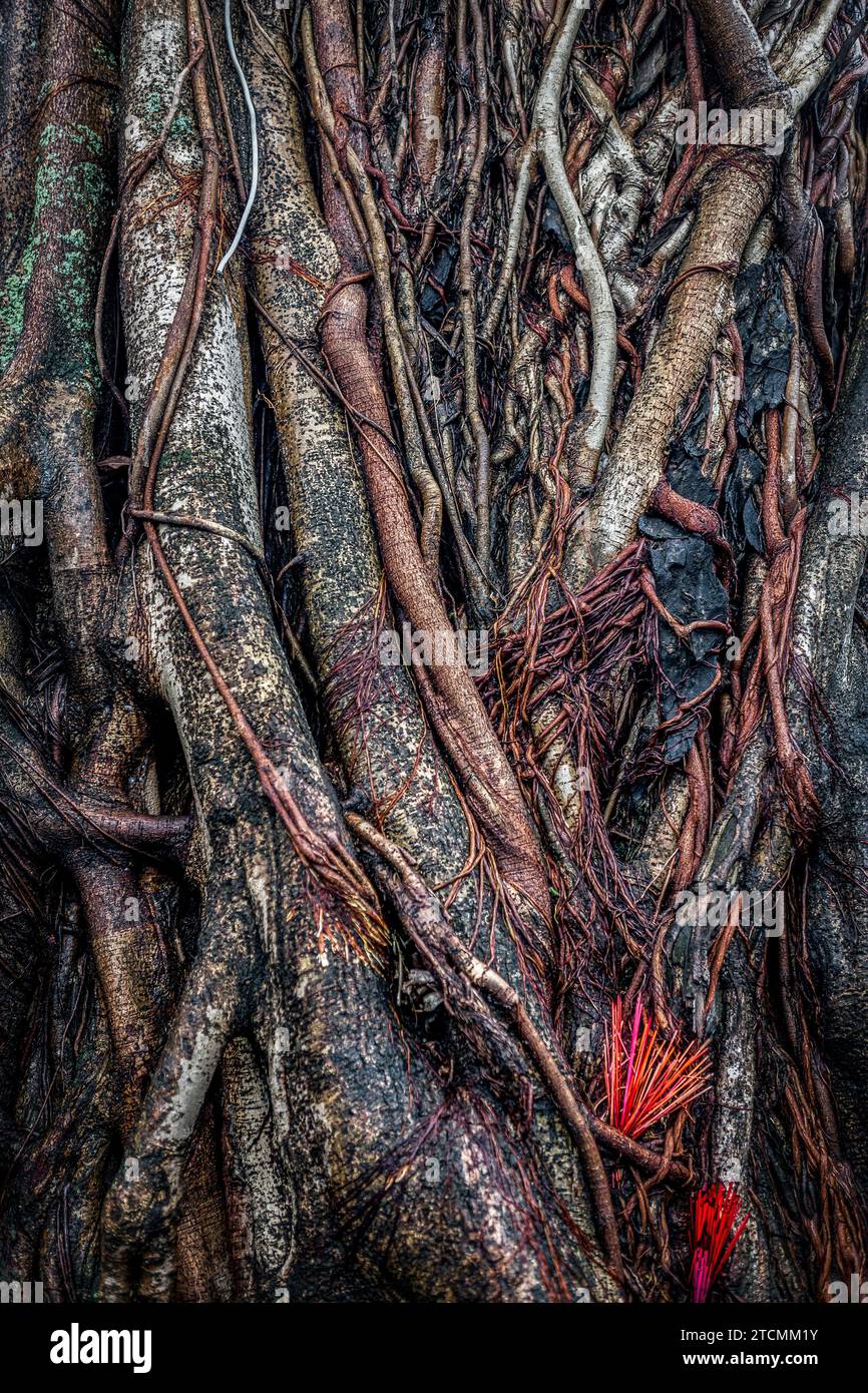 Gnarly tree trunk bark hi-res stock photography and images - Alamy