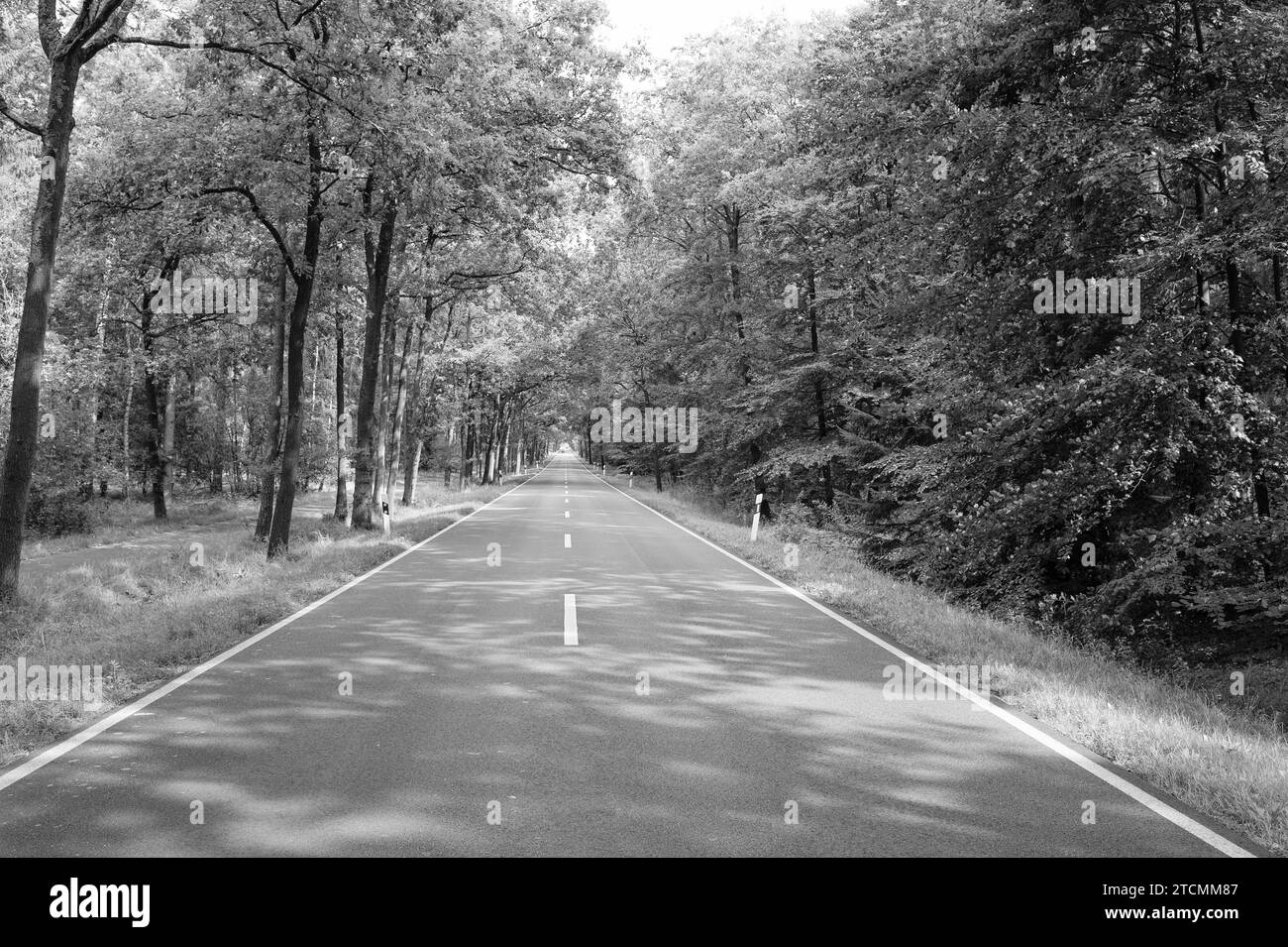empty road destination. road destination in forest. road way ...