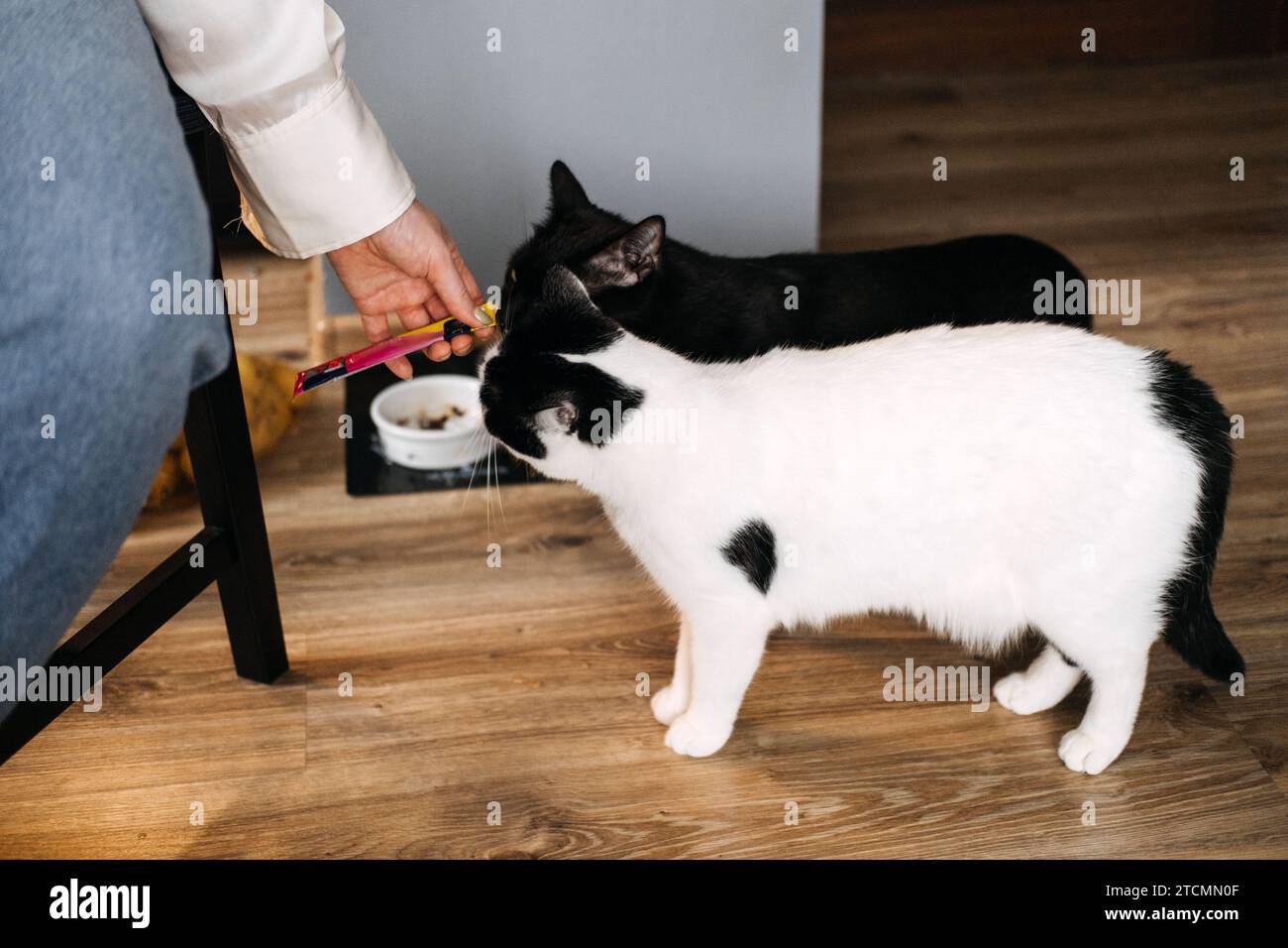 Feeding routine for cats hi-res stock photography and images - Alamy