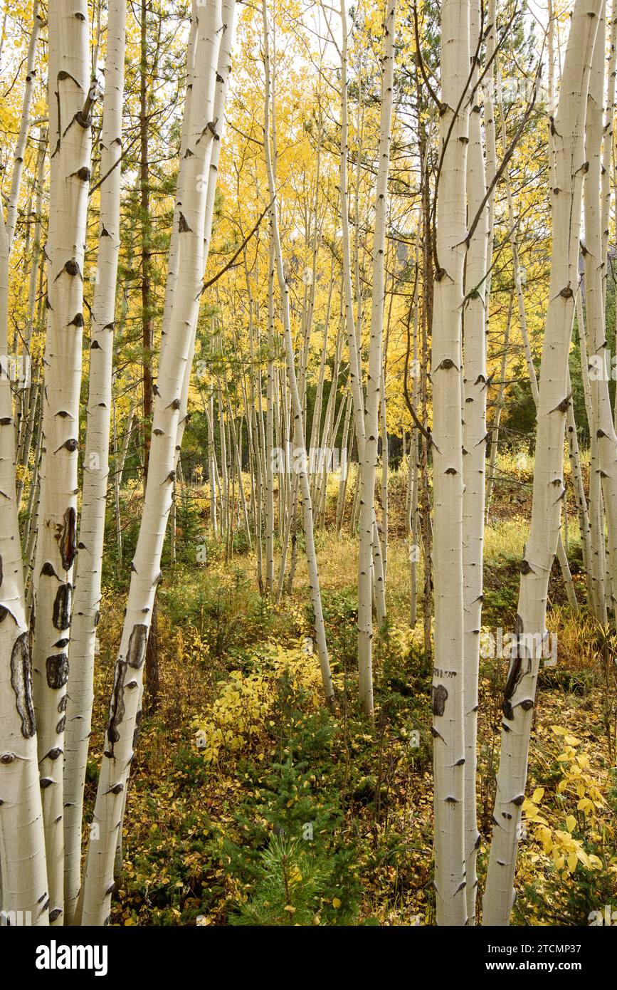 Aspen place hi-res stock photography and images - Alamy