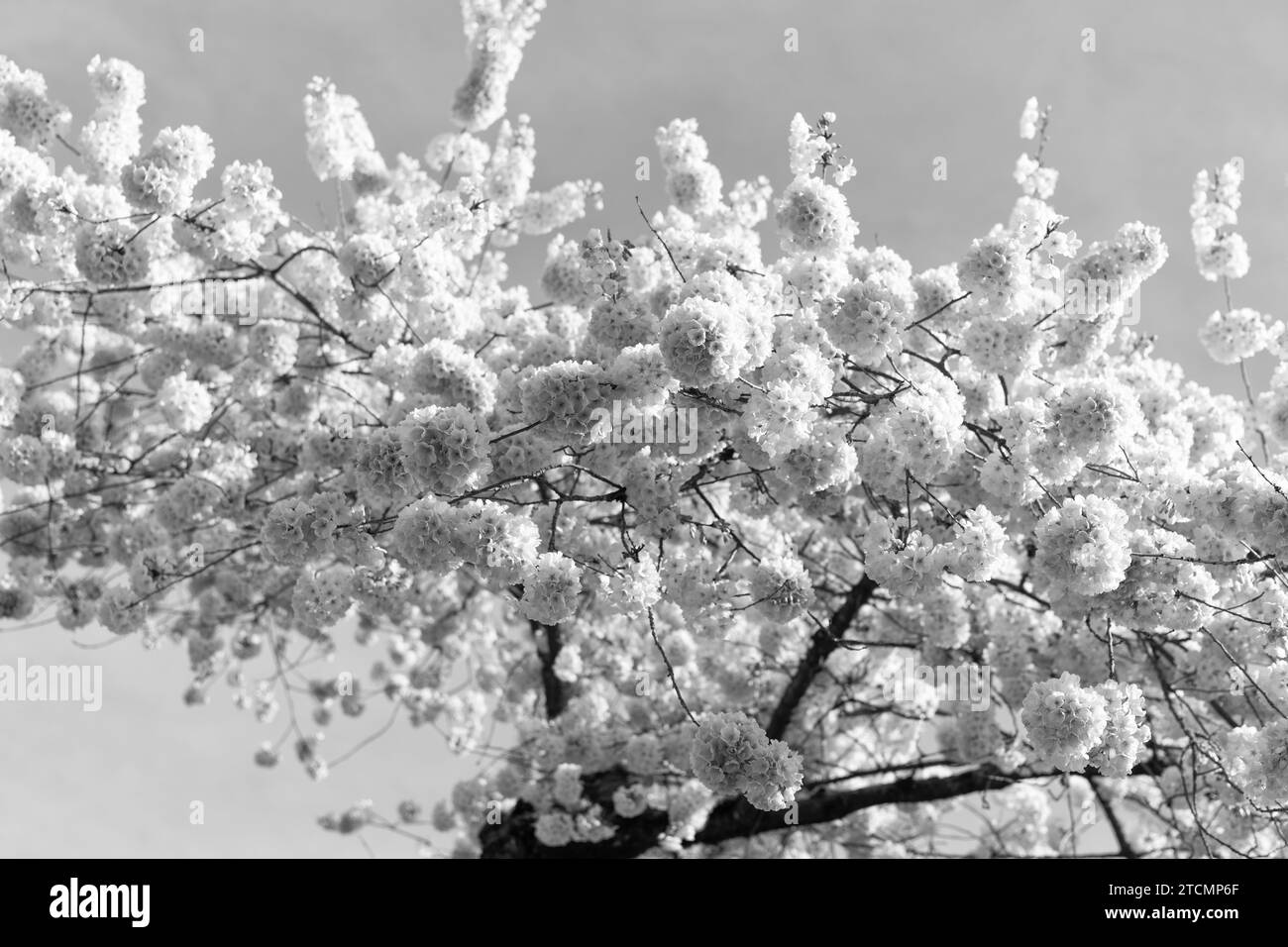 Selective Focus Photo Of Sakura Blossom Tree Sakura Blossom In Spring Sakura Blossom Nature