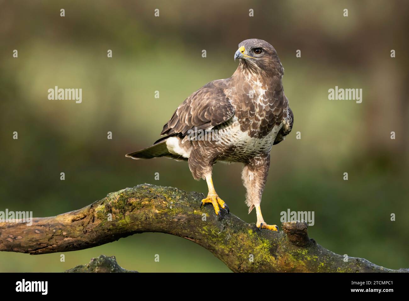Buzzard on an old dead tree branch Stock Photo - Alamy