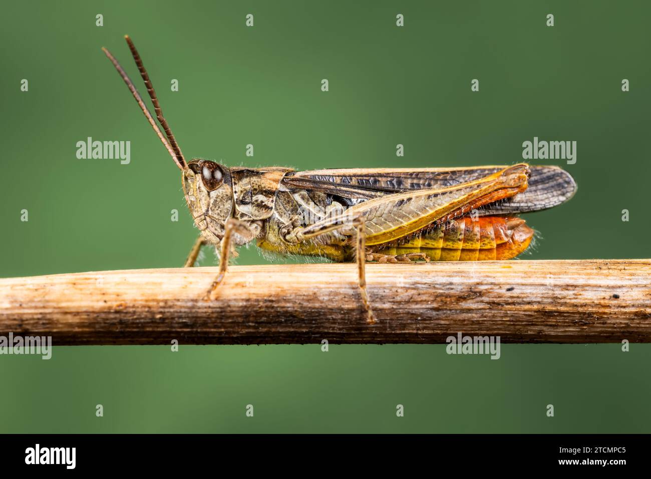 Common Field Grasshopper Stock Photo - Alamy